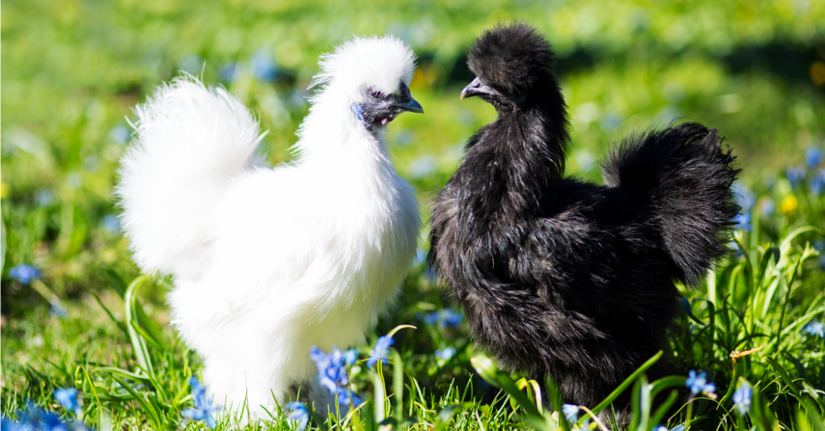 Gallina Moroseta – Il Casale de li Tappi